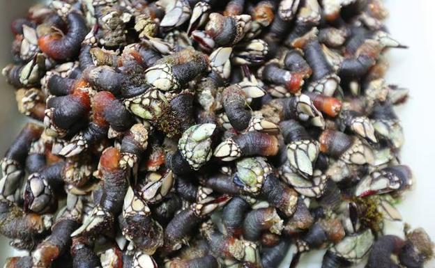 El percebe, ante una posible veda | El Comercio