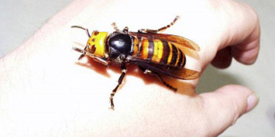 La avispa mandarina, el insecto más peligroso de Japón | El Comercio