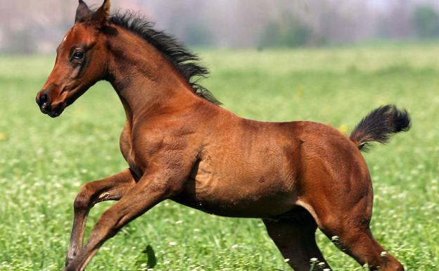 Las últimas y agónicas horas de una potra que quedó atrapada en una ...