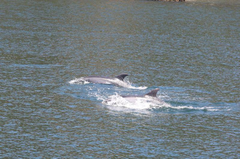 Fotos: Una manada de delfines visita el puerto deportivo de Avilés | El ...