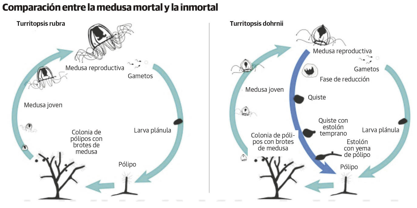 Medusas inmortales desvelan las claves para luchar contra el ...