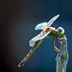 Los primeros insectos nacieron hace 480 millones de años | El Comercio