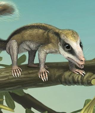 Descubren fósiles de dos mamíferos que vivieron hace 160 millones de ...