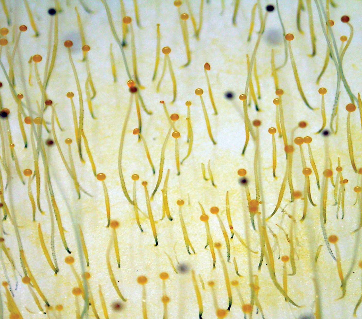 Identificada una proteína que repara el ADN | El Comercio