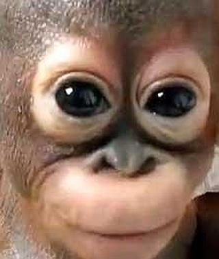Budi, la cría de orangután que sobrevivió a un cautiverio de 10 meses ...