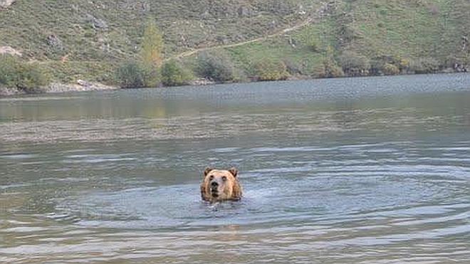 La historia detrás de la foto del oso bañándose en un lago de Somiedo ...