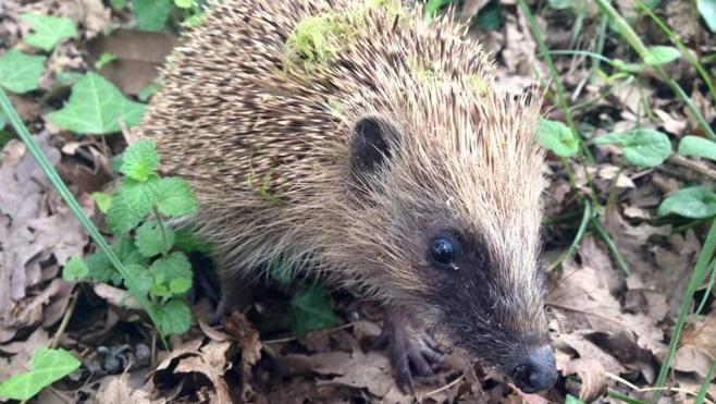 'Pinchín' ya corre por el Monte Deva | El Comercio