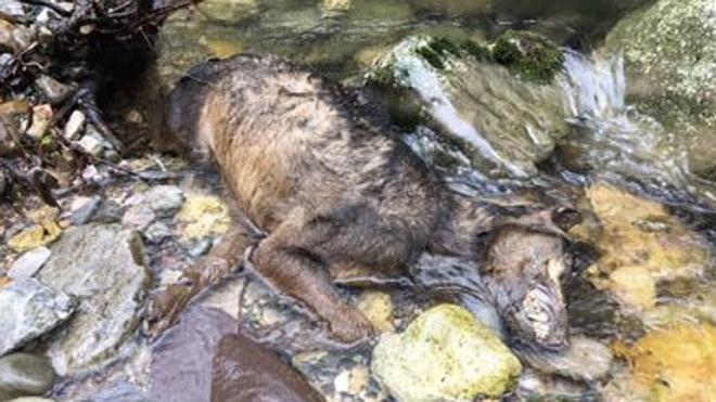 La Fiscalía abre diligencias para investigar las muertes de lobos en ...